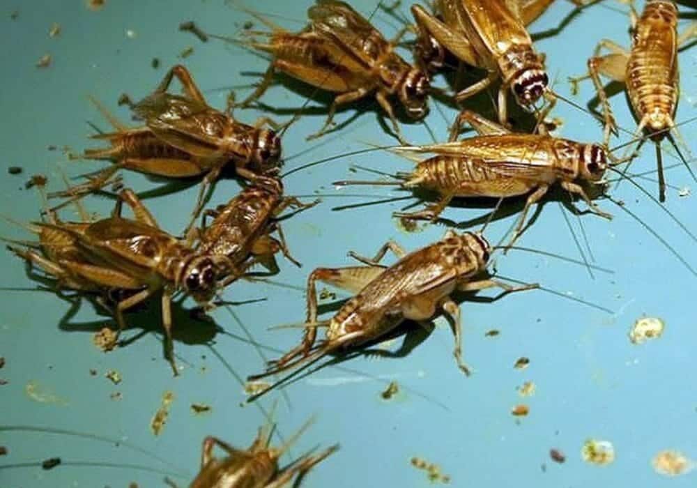 What Do Crickets Eat And What To Feed Them 2023